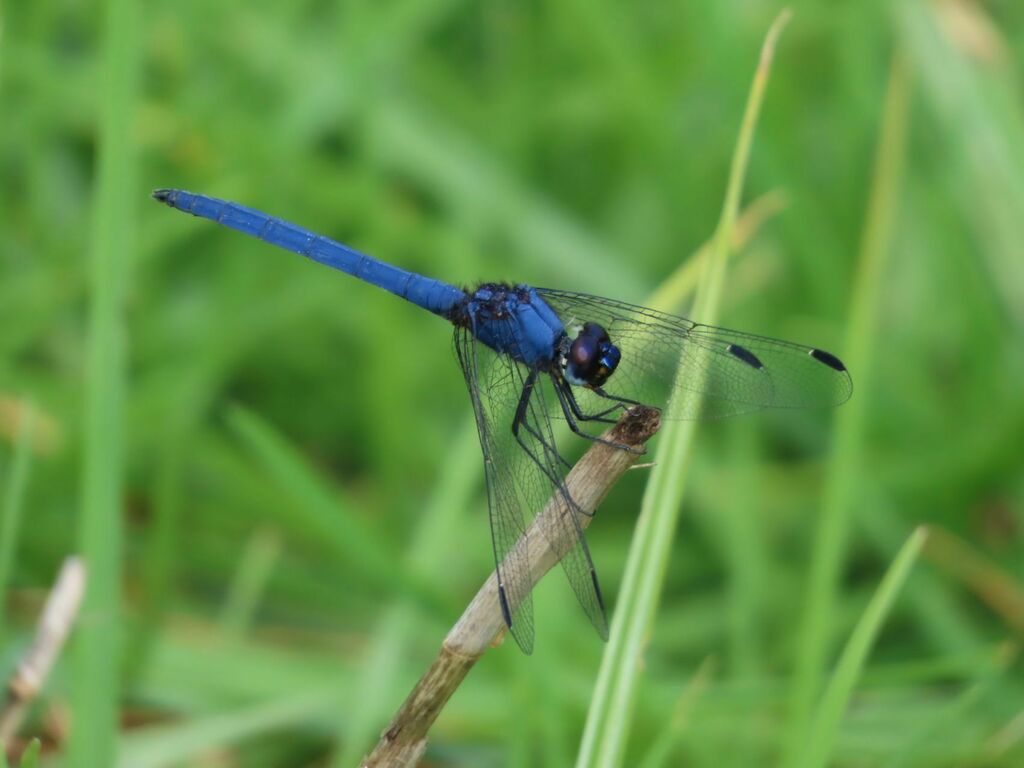 Highland Dropwing from De Berg, Ehlanzeni, South Africa on December 6 ...