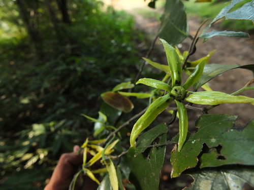 Monoon coffeoides · iNaturalist