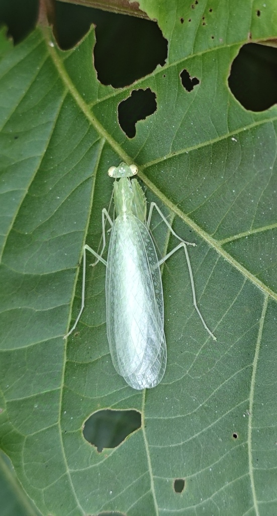 Eomantis from Ban Bueng, Ban Kha District, Ratchaburi, Thailand on ...