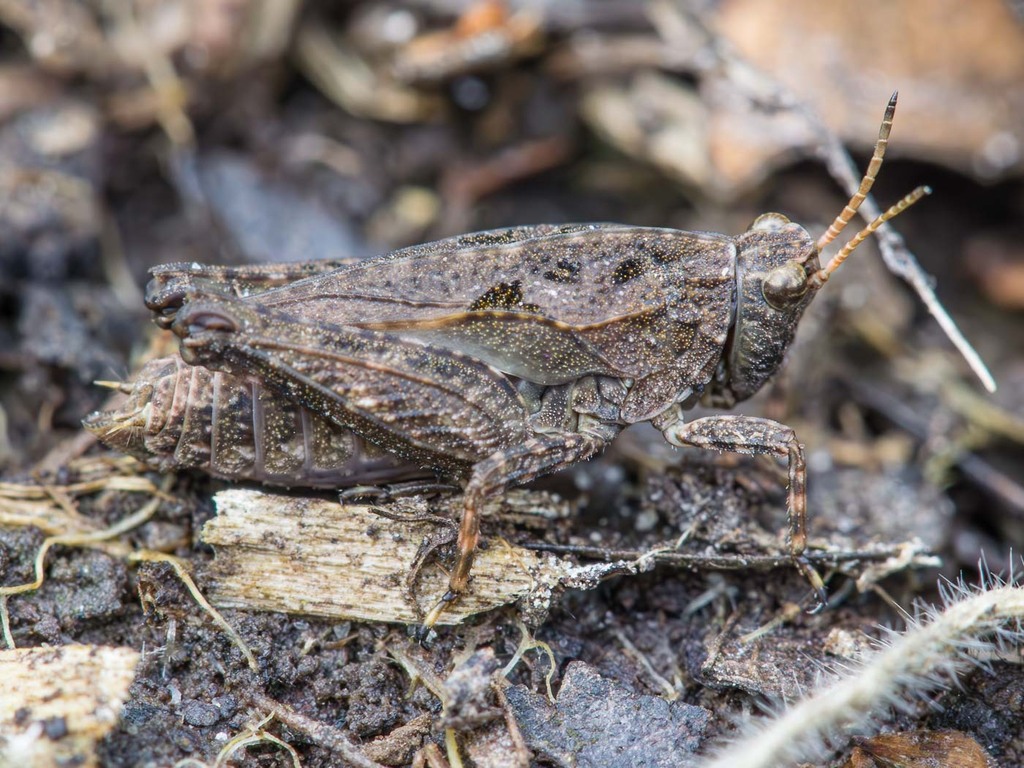 Slender Groundhopper from Emer Bog, Hampshire, UK on August 27, 2019 at ...
