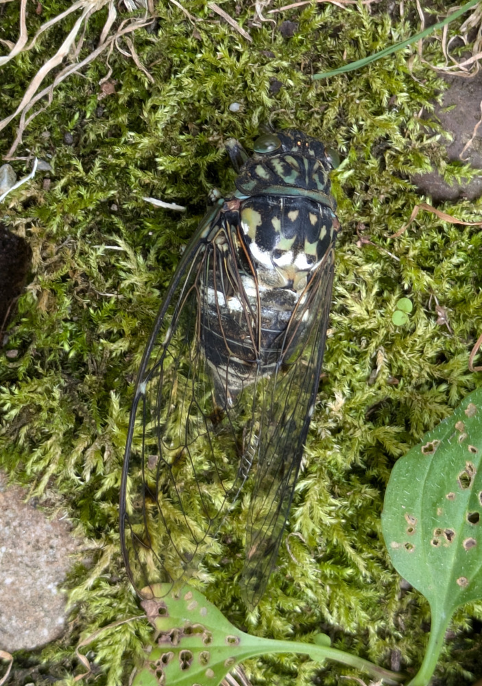 Robust Cicada in September 2024 by 白山 弘子 · iNaturalist