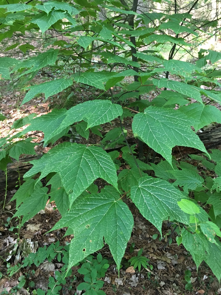 striped maple from Oak Hill, Littleton, MA, US on June 22, 2019 at 07: ...