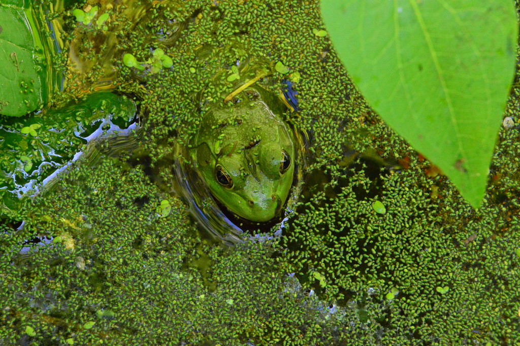 American Bullfrog from Blacklick Woods Metro Park, 6975 E Livingston ...