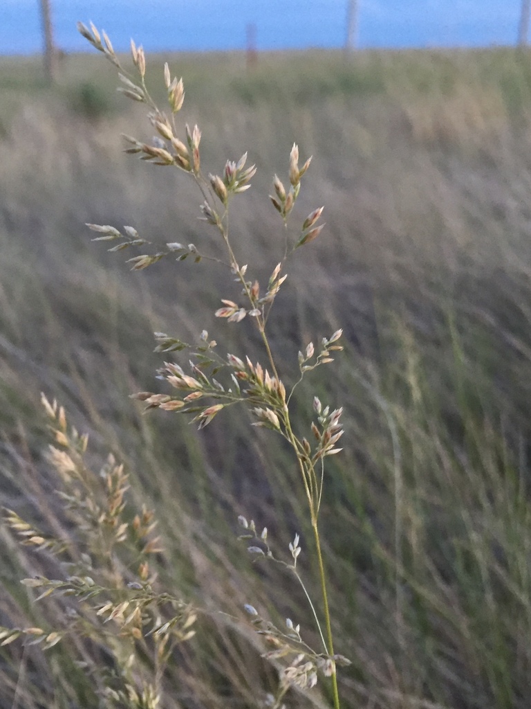 Inland Bluegrass (Denver-Boulder Metro Area: Grasses, Sedges, and ...