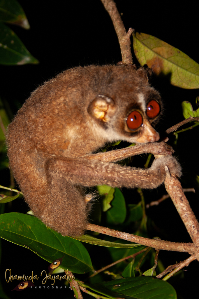 Red Slender Loris in September 2008 by Chaminda Jayaratne. Observed in ...