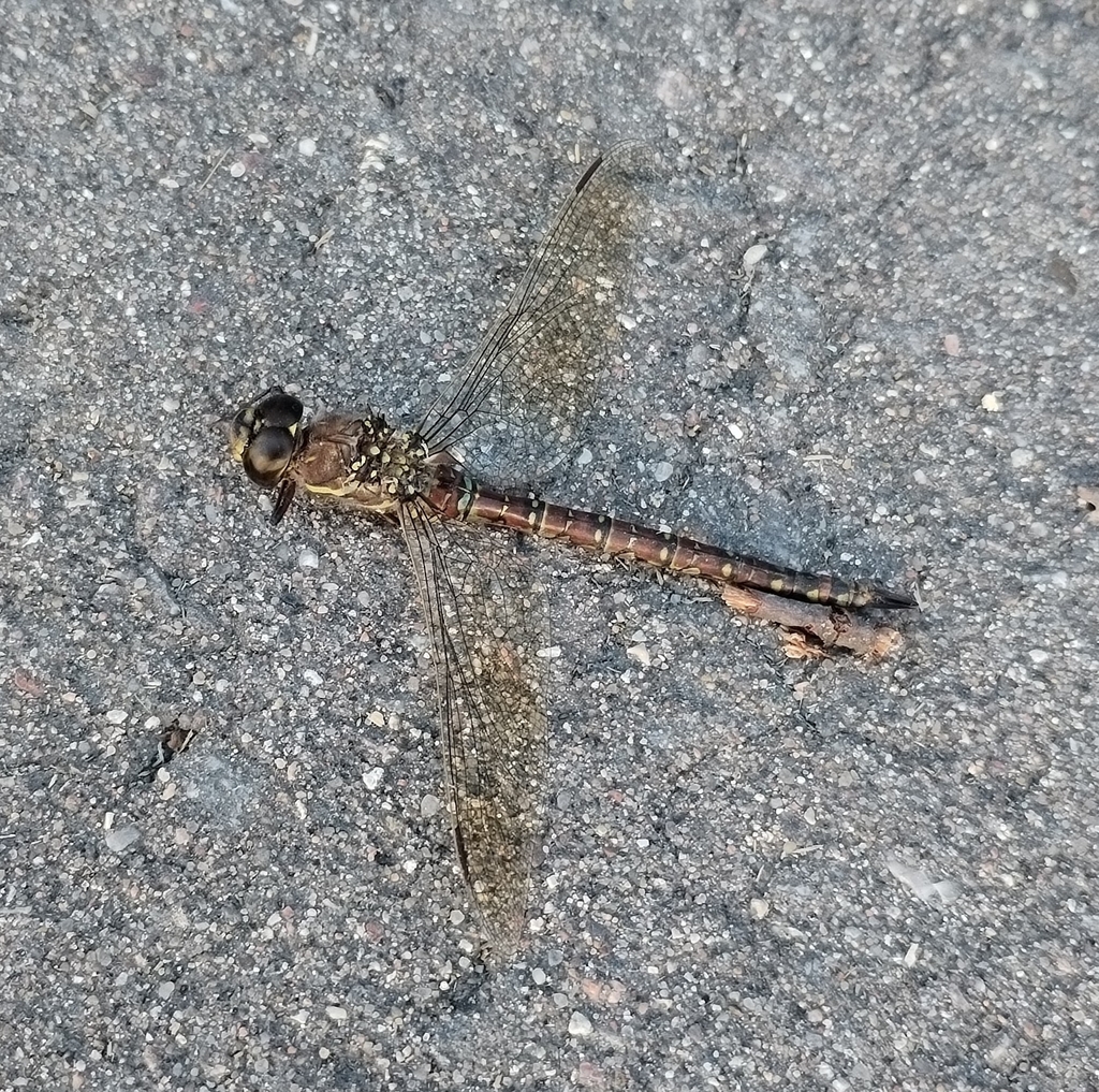 Sedge Darner from Московская обл., Россия, 142046 on September 05, 2024 ...