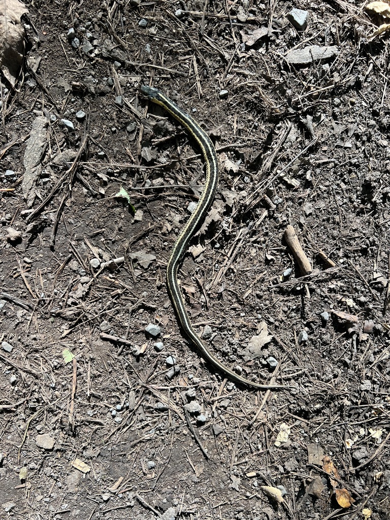 Eastern Garter Snake from Lemoine Point Conservation Area, Kingston, ON ...