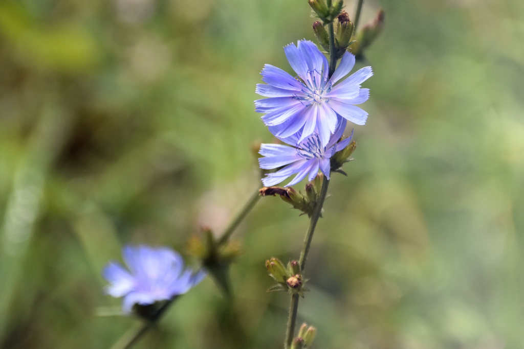 chicory from Sandwell Valley Country Park, Salter's Ln, West Bromwich ...