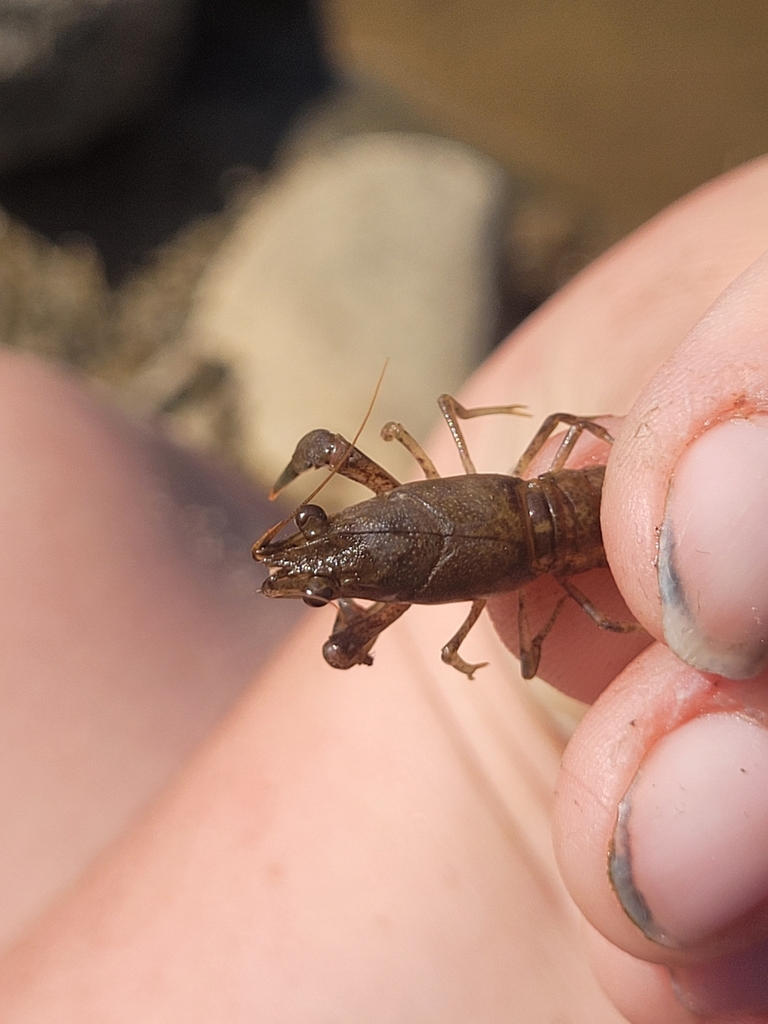 Northern Clearwater Crayfish from North Bay, ON, Canada on September 5 ...