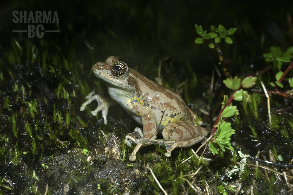 Ghats Tree Frog from Nullatanni, Munnar, Kerala 685612, India on June ...