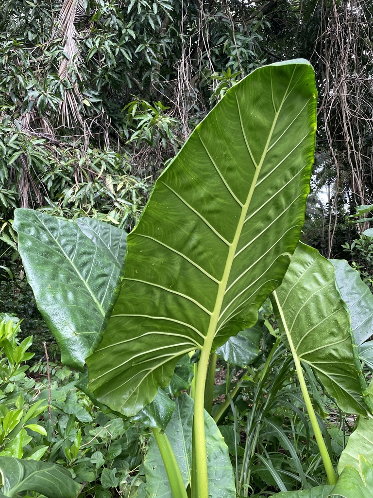 giant taro from Rarotonga, Cook Islands, CK on September 3, 2024 at 08: ...