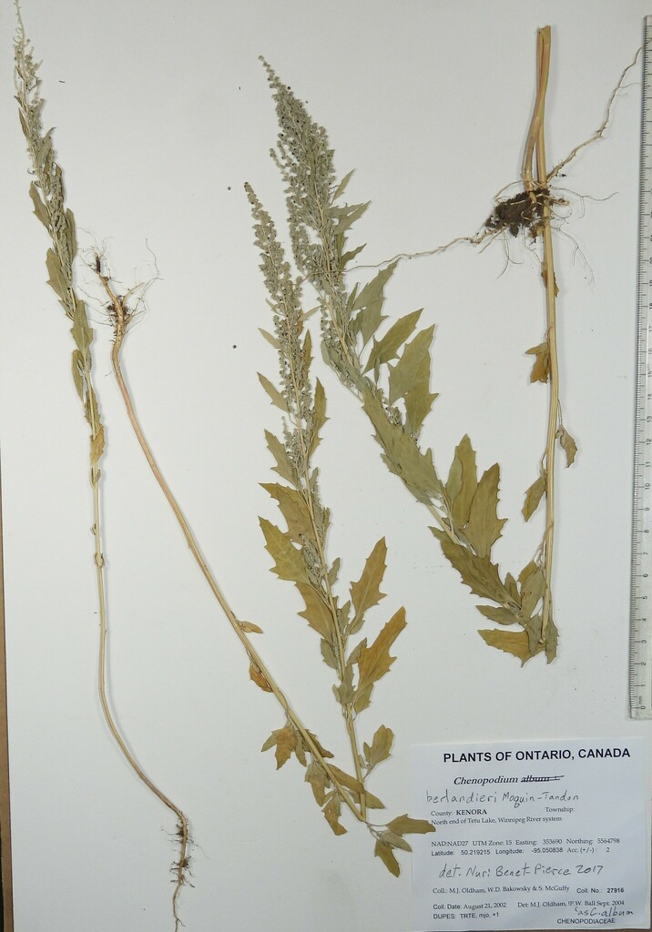 pitseed goosefoot from Canada, Ontario, KENORA County, North end of ...