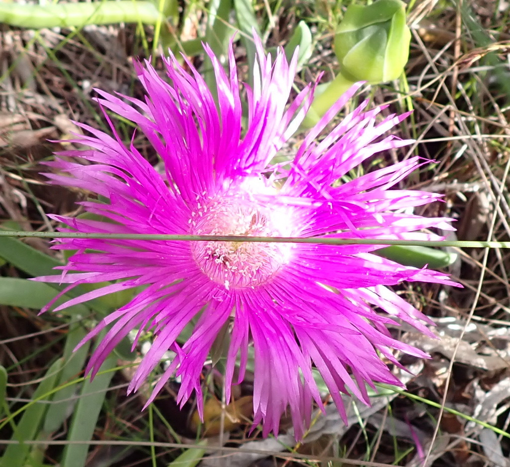 Delicious Sourfig from Brenton Blue Butterfly Reserve, Brenton-on-Sea ...