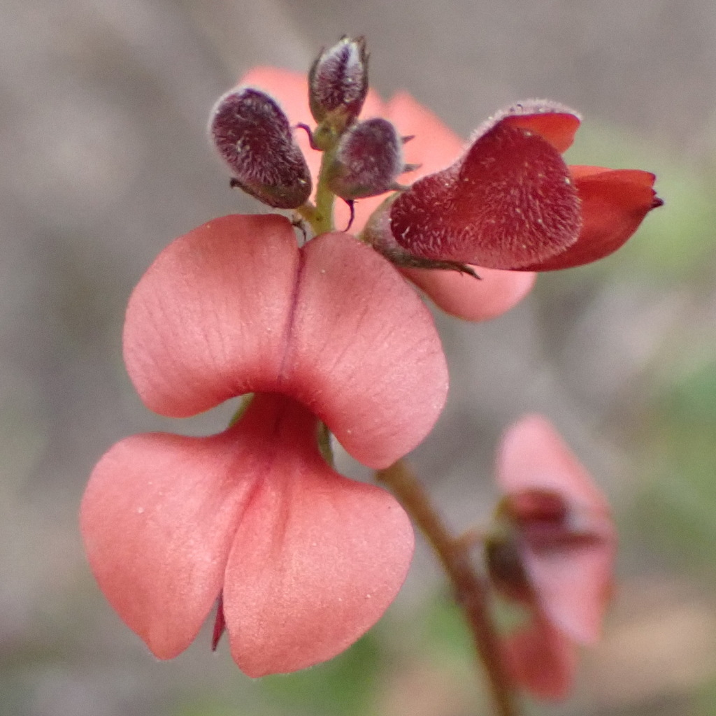 Moertjie Indigo from Brenton Blue Butterfly Reserve, Brenton-on-Sea ...