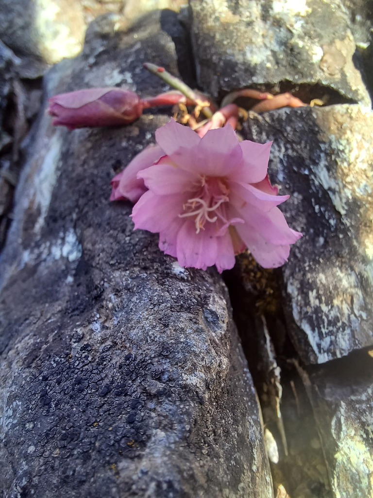 Bitterroot from El Dorado County, CA, USA on April 27, 2024 at 11:58 AM ...