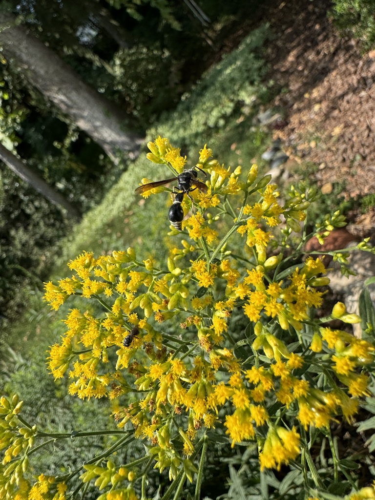 Fraternal Potter Wasp from Heathfield Ct, Rockville, MD, US on ...