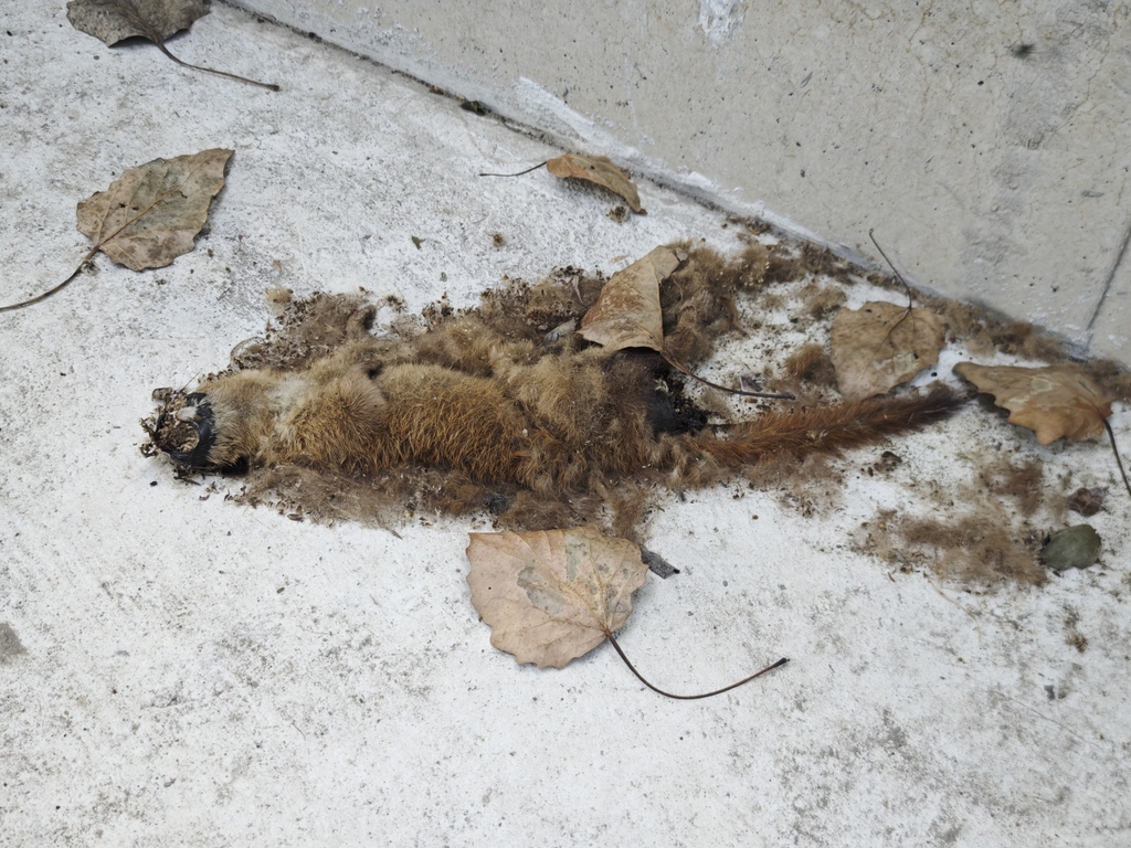 Siberian Weasel from China, 102206 on September 1, 2024 at 06:15 PM by ...