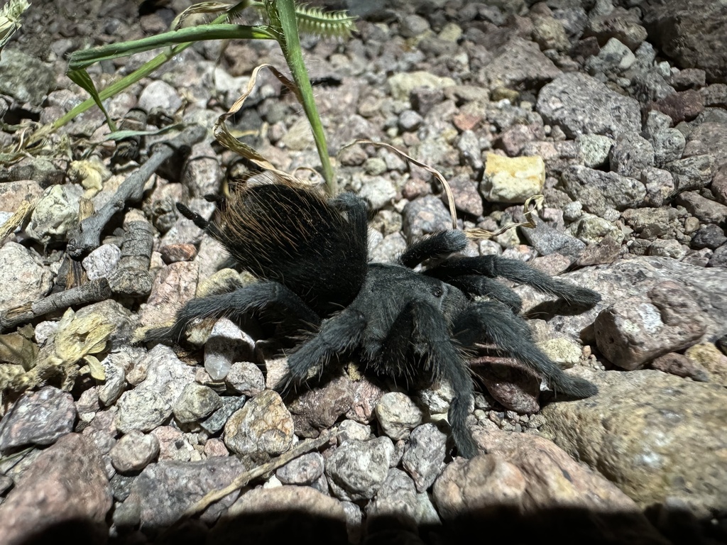 Tucson Bronze Tarantula from Coronado National Forest, Nogales, AZ, US ...