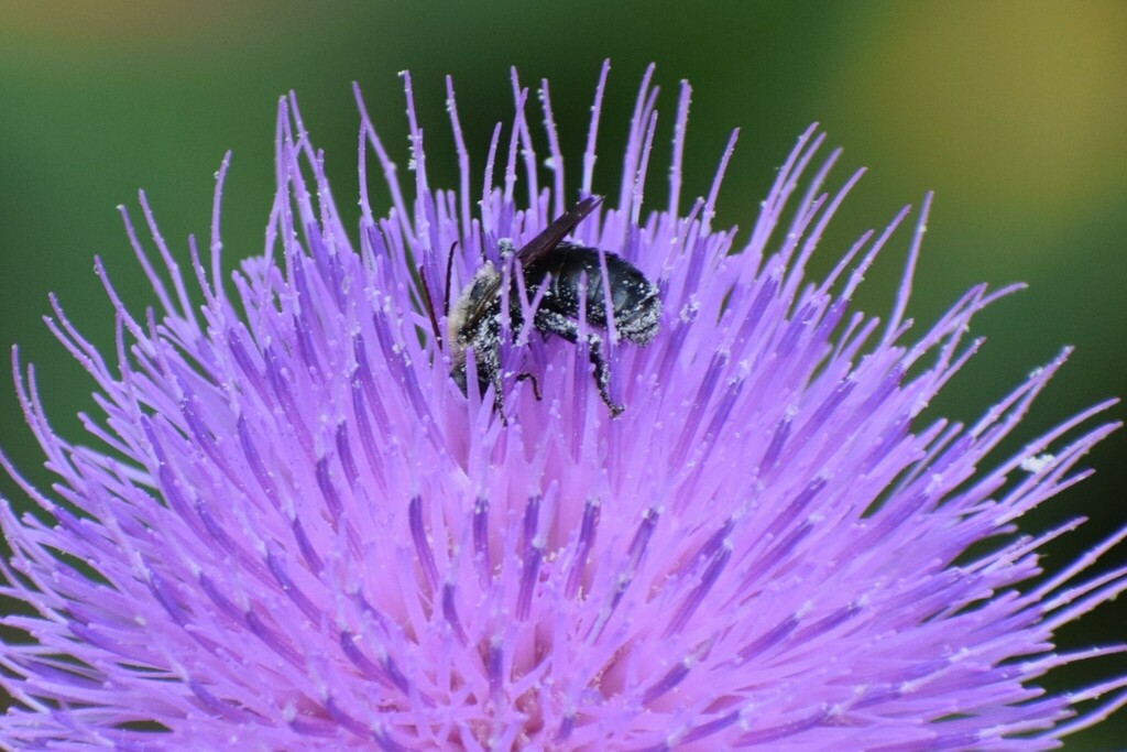 Eastern Thistle Longhorn Bee from Osage County, OK, USA on August 30 ...