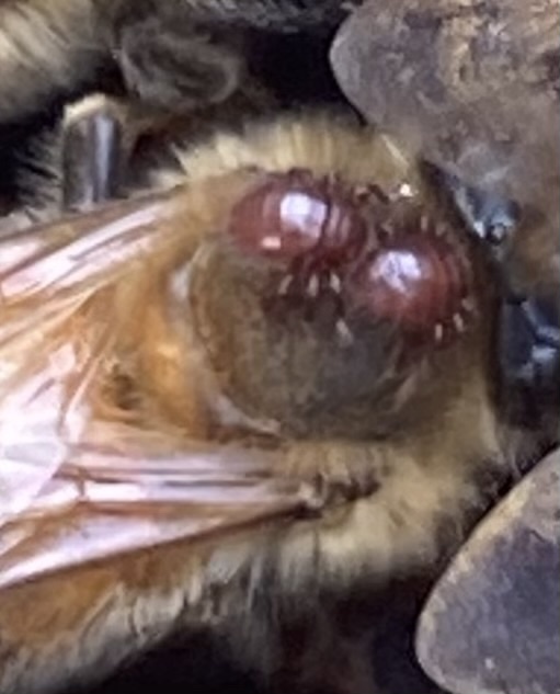 Bee-louse from Tasmania, Badger Head, TAS, AU on September 4, 2024 at ...