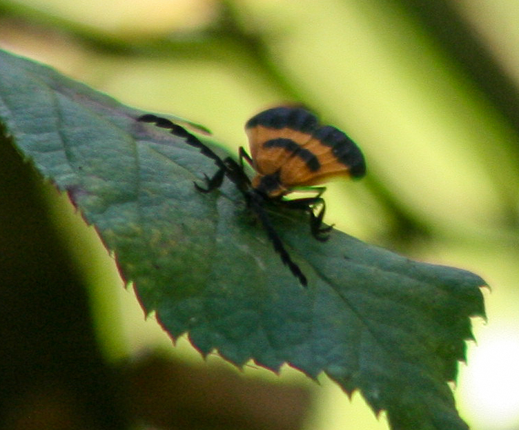 End Band Net-winged Beetle from Snyder County, PA, USA on September 5 ...
