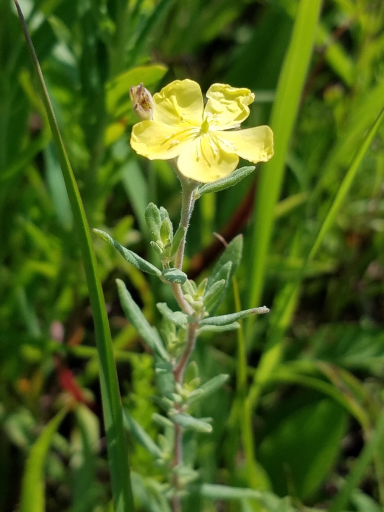 plains frostweed in June 2019 by Erin Faulkner. I failed to get a shot ...