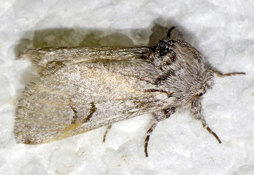 Litodonta aonides · iNaturalist