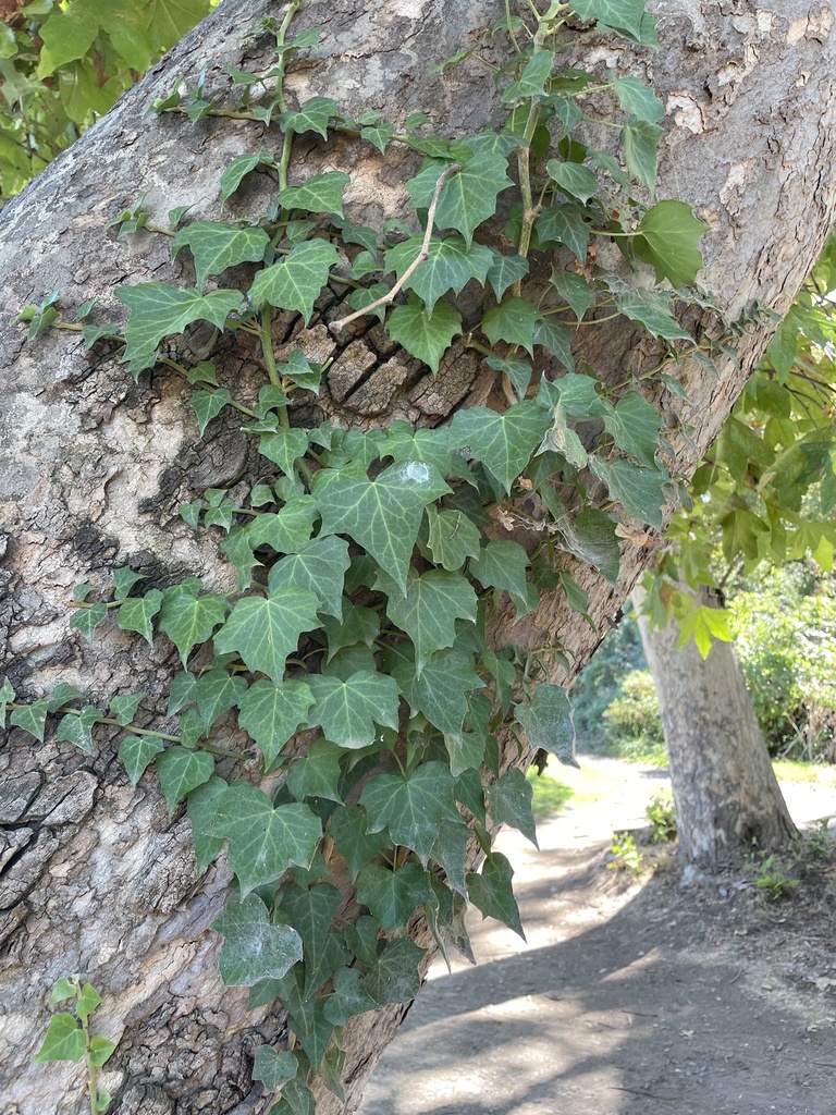 ivies from Bidwell Park Golf Course, Chico, CA, US on September 3, 2024 ...