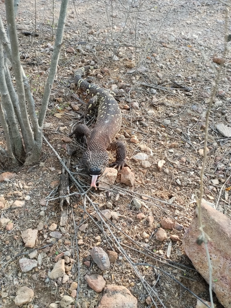 Rio Fuerte Beaded Lizard from El Fuerte, Sinaloa, México on August 13 ...