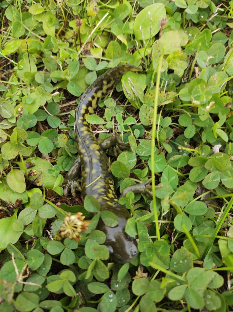 Barred Tiger Salamander from Division No. 15, CA-MB, CA on September 5 ...