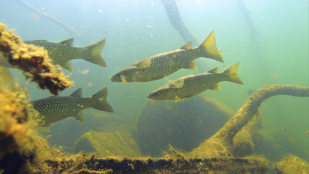 Ord River Mullet (Planiliza alata) - Marine Life Identification