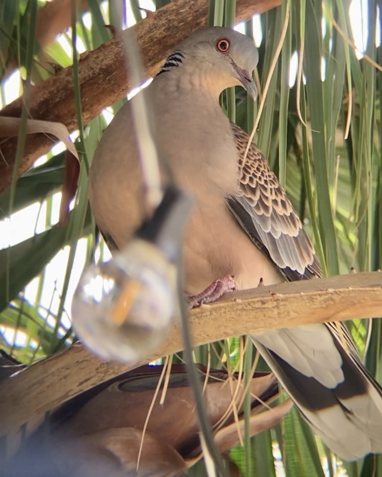 Eastern Oriental Turtle Dove from Fuji-Hakone-Izu National Park ...