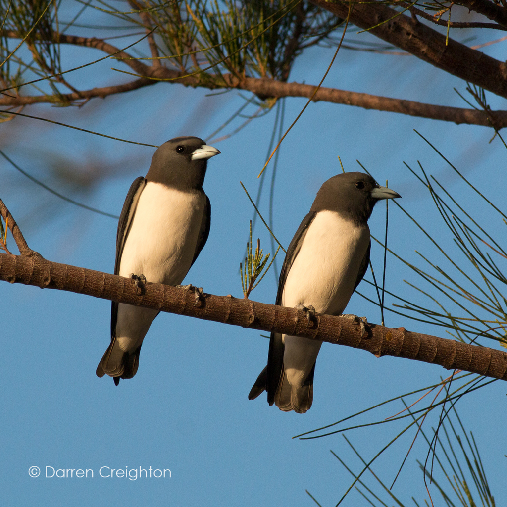 Woodswallows, Butcherbirds, Currawongs, and Peltops (Artamidae) - Avian ...