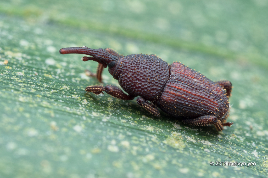 Grain Weevils from Singapore on September 29, 2019 at 12:41 PM by ...