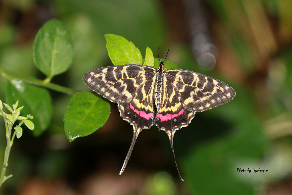 Dragon Swallowtail from 中國江西省九江市廬山區 on August 15, 2017 at 09:53 AM by ...