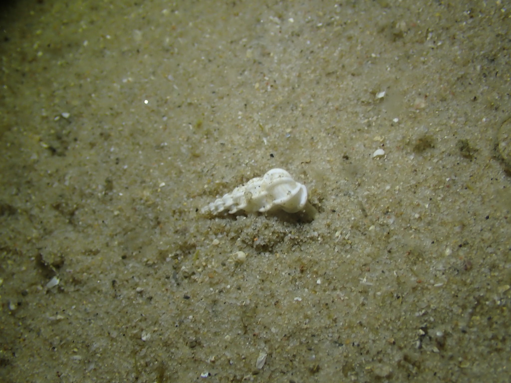 Epitonium tacitum from Port Stephens, NSW, Australia on September 5 ...
