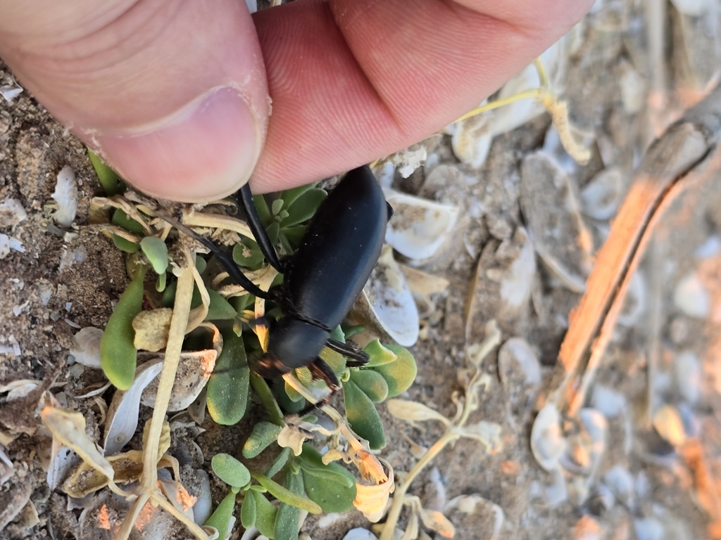 Armored Stink Beetle from Mohave County, AZ, USA on September 5, 2024 ...