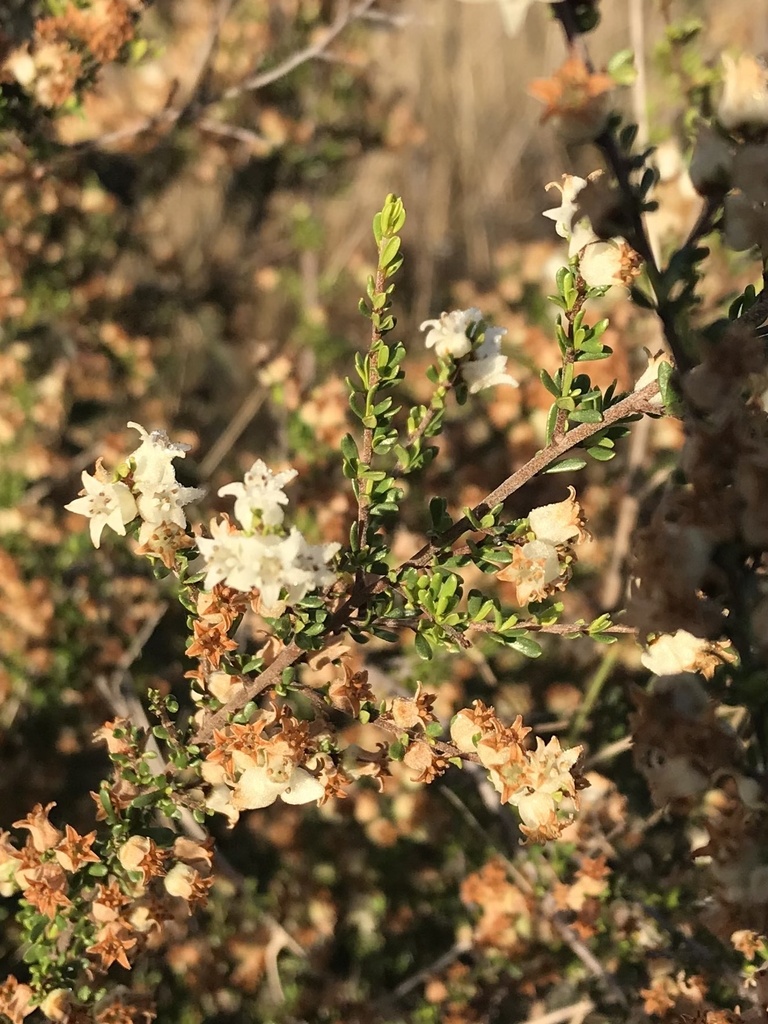 Cryptandra from Peach Tree Rd, Gravesend, NSW, AU on September 06, 2024 ...