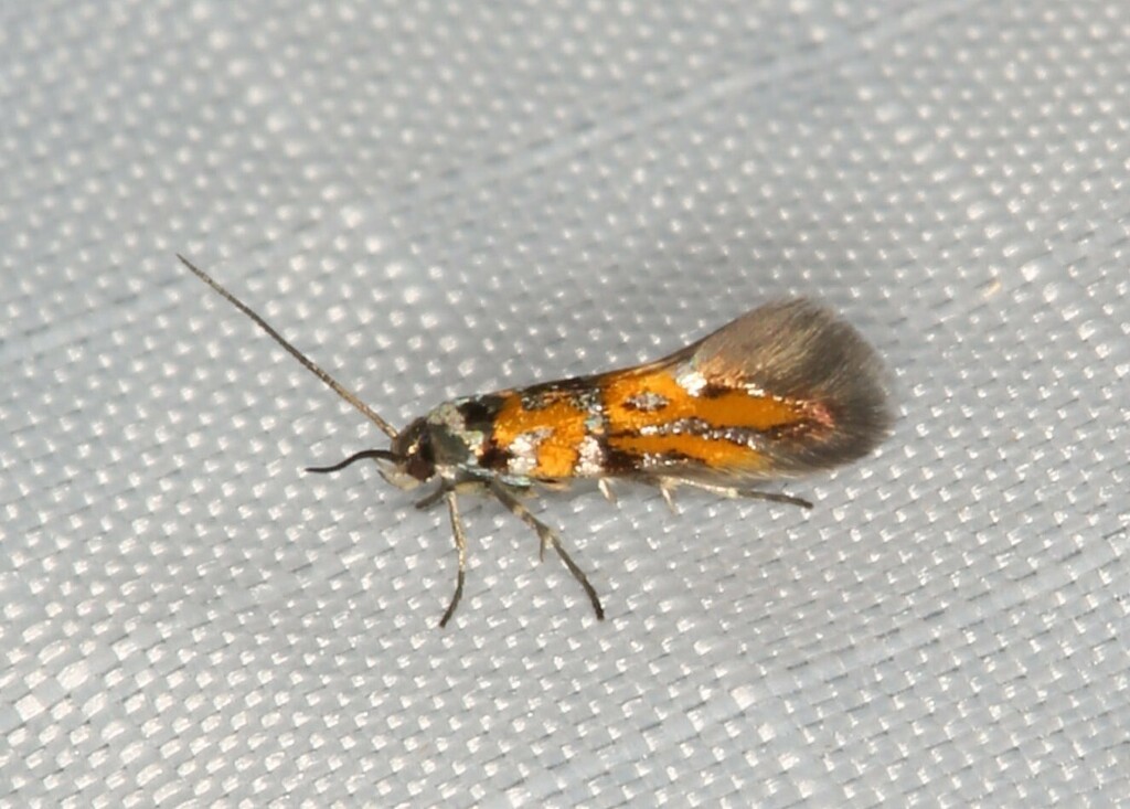 Spinach moth from Métis-sur-Mer, La Chanterie, QC, Canada on September ...