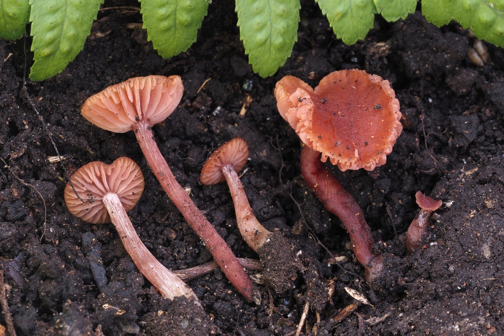 gumtree deceiver from San Francisco, CA 94129, USA on August 15, 2024 ...