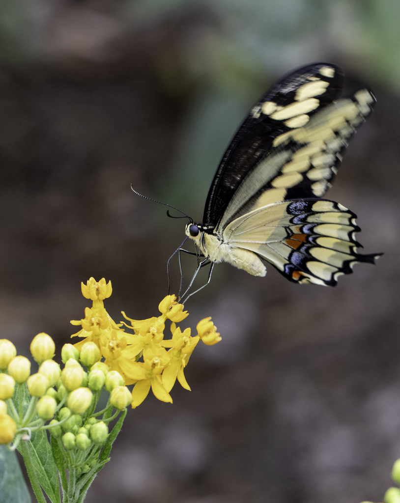 Eastern Giant Swallowtail (Butterflies of Oakland County, MI) · iNaturalist