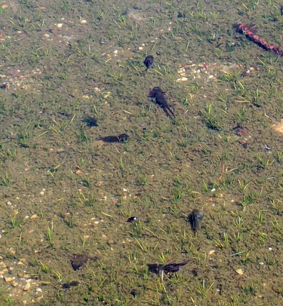 Long-toed Salamander in September 2024 by Kathy Claypole Biggs. Blanche ...