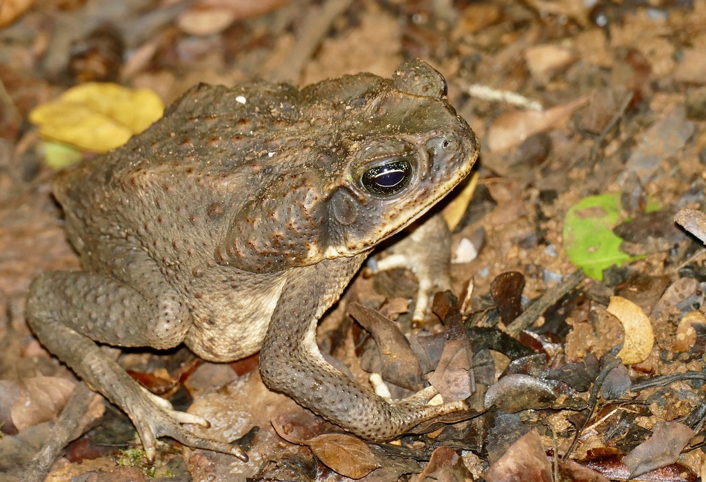 Sapo gigante (Ranas y sapos del municipio de Pereira) · iNaturalist