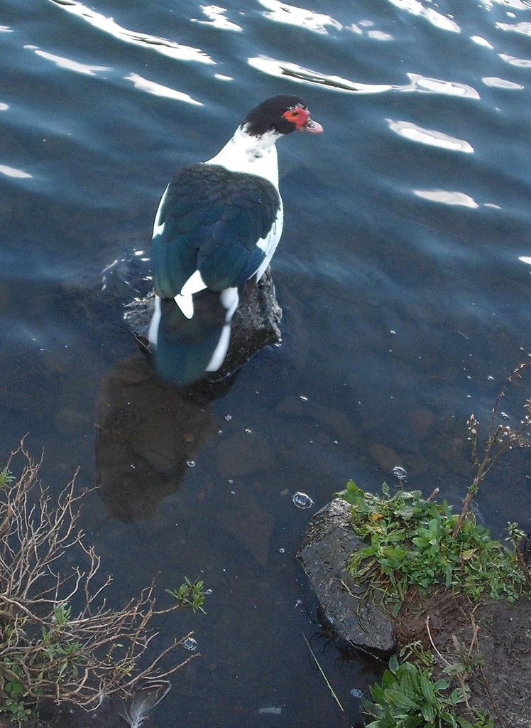 Muscovy Duck from Stonefields, Auckland on June 23, 2019 by Stephen ...