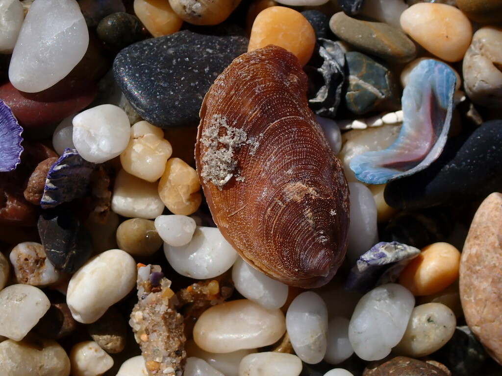Southern Sponge Finger from Barcoongere NSW 2460, Australia on ...