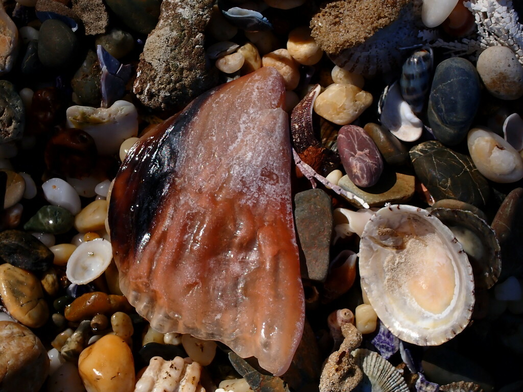 Baggy Pen Shell from Barcoongere NSW 2460, Australia on September 05 ...