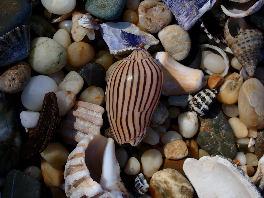 Zebra Volute from Barcoongere NSW 2460, Australia on September 05, 2024 ...