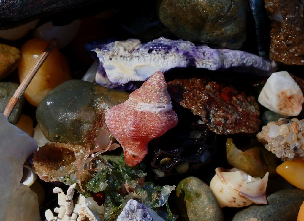 Mipus arbutum from Barcoongere NSW 2460, Australia on September 05 ...