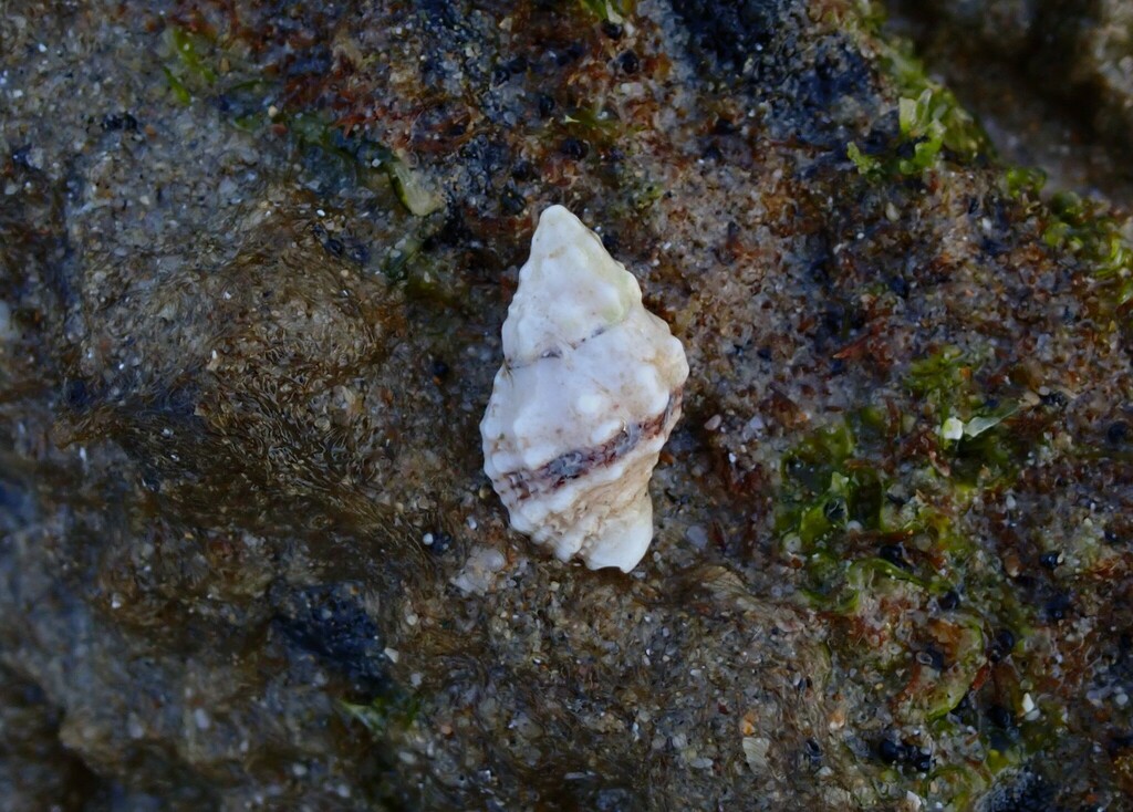 Pascula ochrostoma from Barcoongere NSW 2460, Australia on September 05, 2024 at 12:50 PM by ...