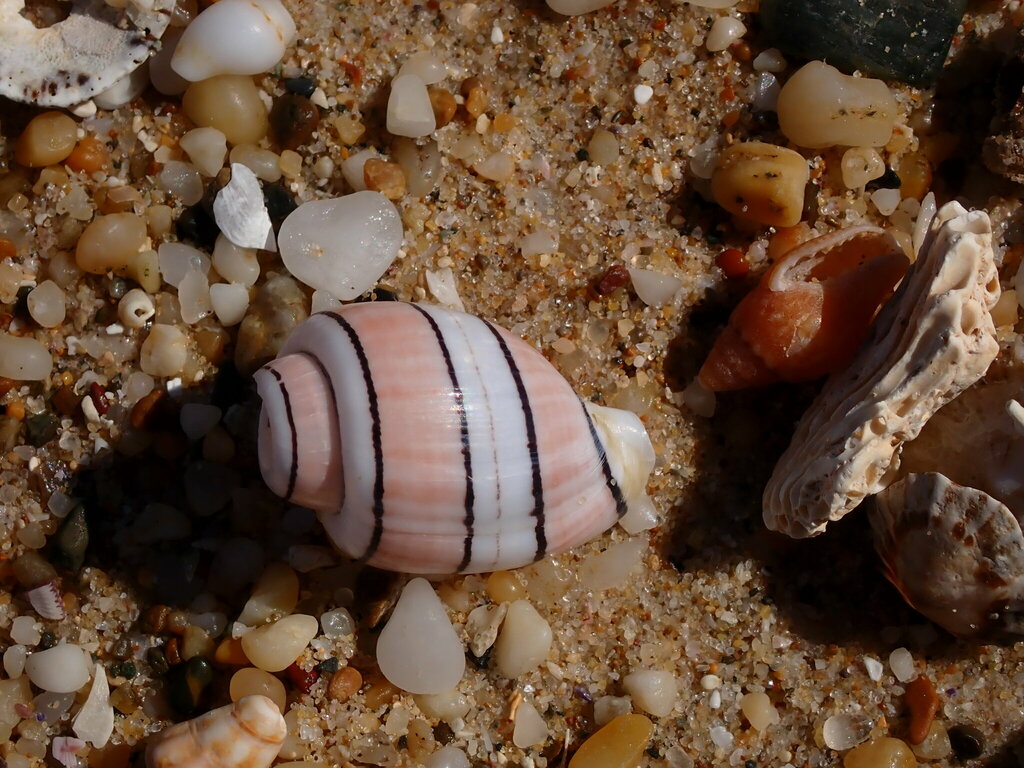 Pink Bubble Snail from Barcoongere NSW 2460, Australia on September 5 ...